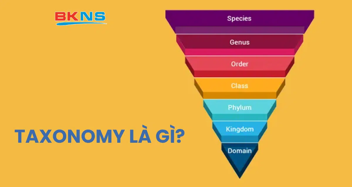 Taxonomy là gì? Tầm quan trọng của taxonomy khi tối ưu SEO WordPress - BKNS